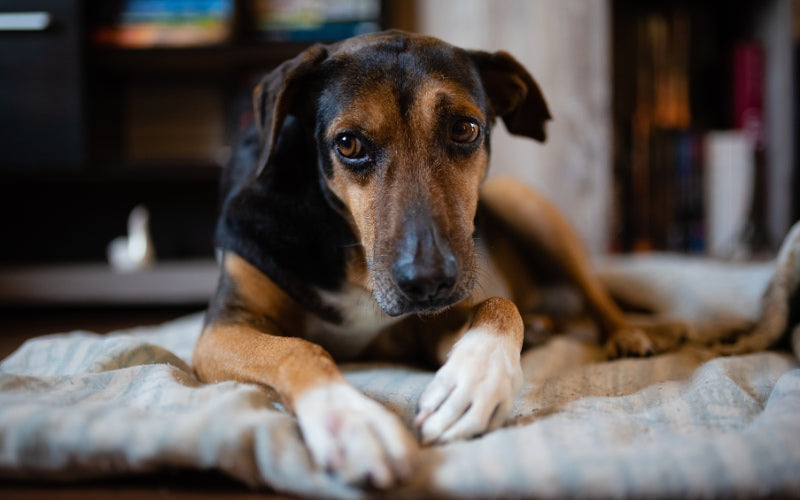 10 Sneaky Dog Health Problems You Should Never Ignore! – Pet Supermarket