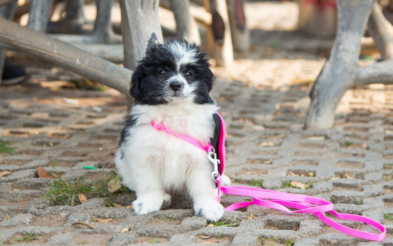 Safety First: The Real Purpose Behind Spike Harnesses for Small Dogs ...